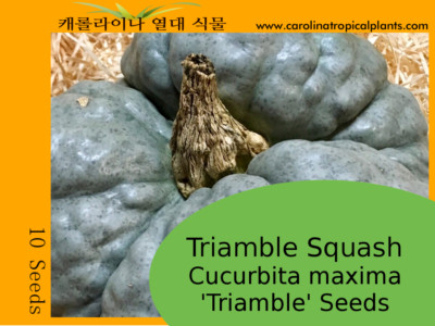 10 Triamble Pumpkin seeds; Australian heirloom; novelty; nonGMO good ...