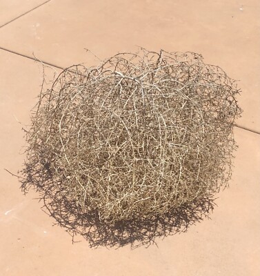 Giant Desert Tumbleweed 37” | eBay