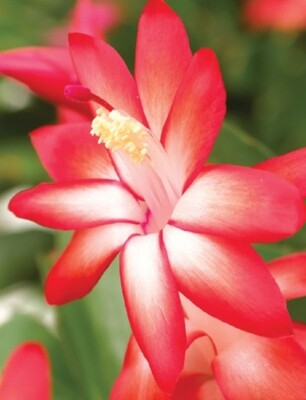 5x Caribbean Dancer Red Zygo Cactus Schlumbergera Cutting | eBay Australia