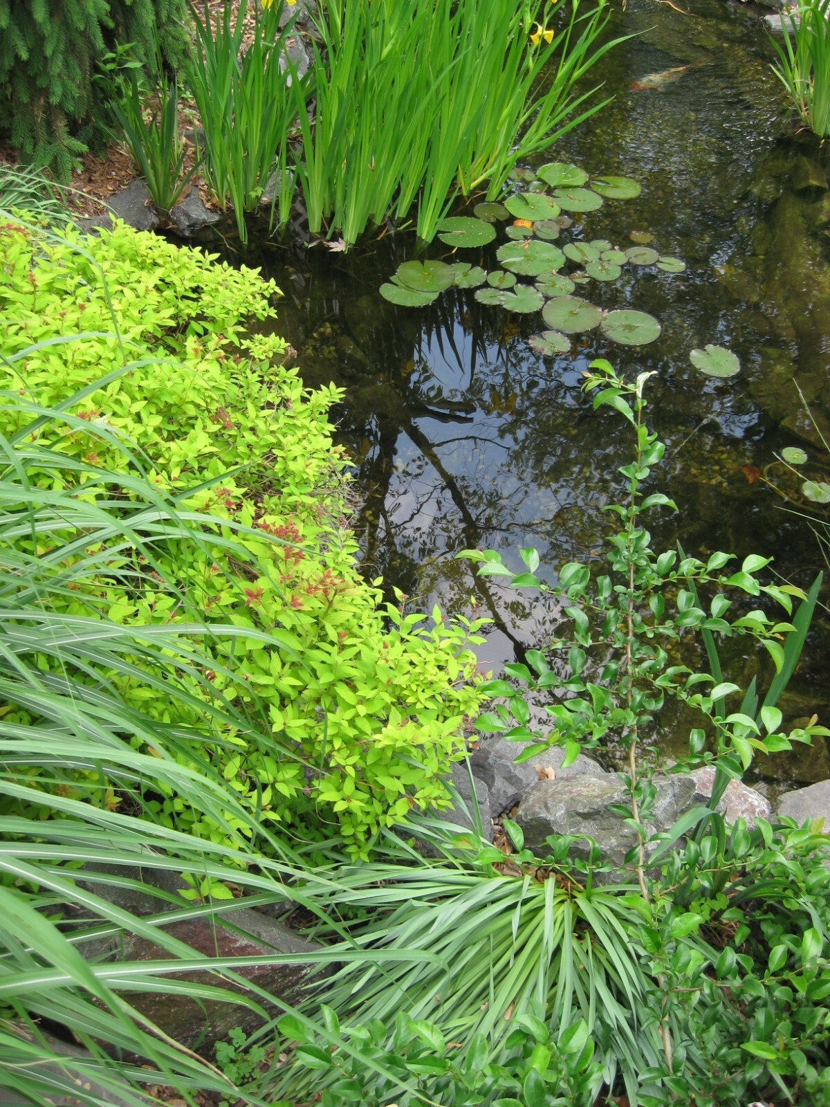 DIY Pond Kit for 6' x 6', 400 gal Pond - 1750 GPH Pump, Liner, Skimmer ...