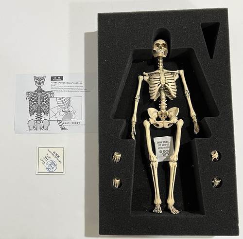 COO MODEL 1/6 Scale Human Skeleton Die-cast Alloy Soul Reaper | eBay
