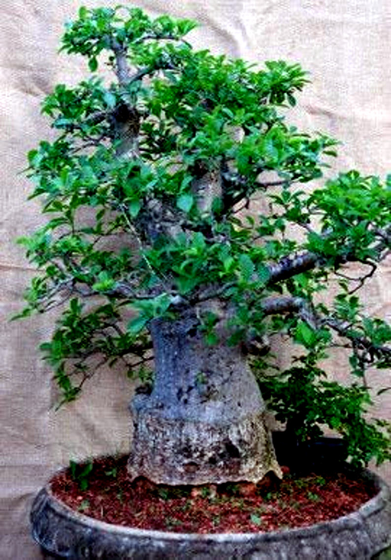 Baobab Bonsai