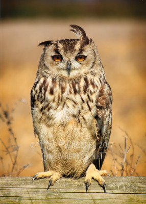 Owl greeting card birthday get well soon thank you funny bird sorry ...
