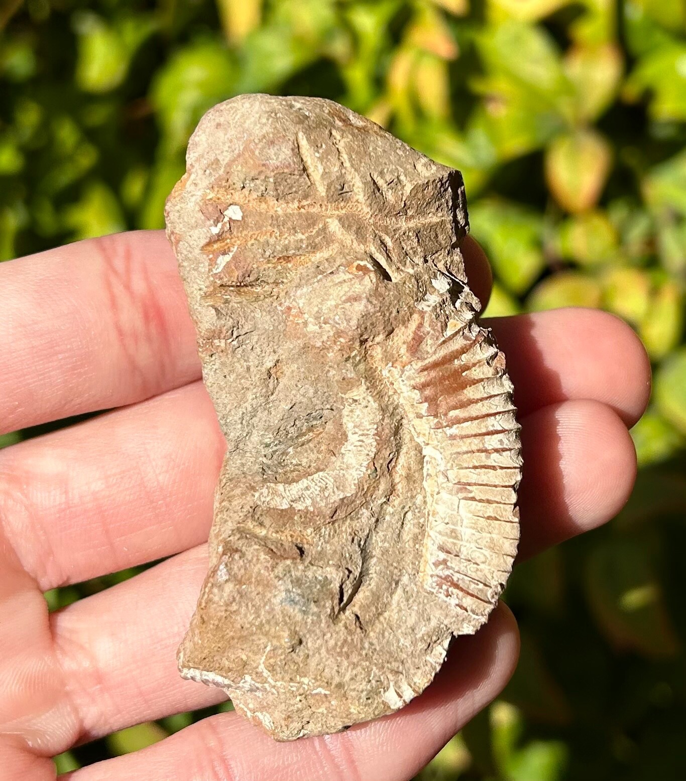 Rare Texas Fossil Ammonite Glyptoxoceras Heteromorph Cretaceous Ozan ...