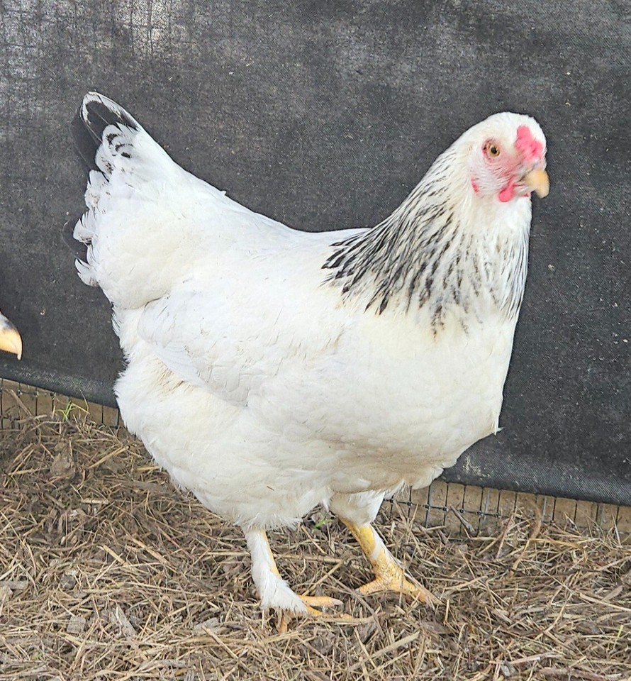 12 Light Brahma Chicken Hatching Eggs | eBay