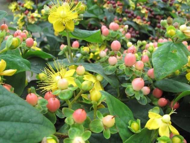 Hypericum 'Miracle Marvel' SEMI-EVERGREEN SHRUB HARDY XXL Jumbo Plug ...