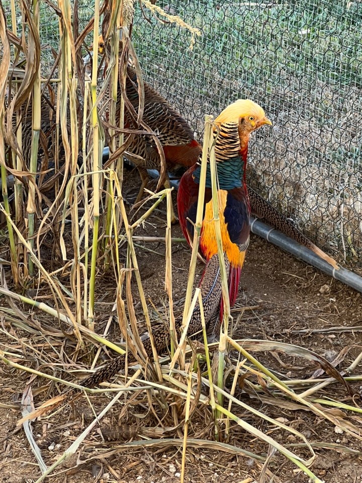 9 Red Golden Pheasant Fertile Hatching Eggs(Laying Now!) | eBay