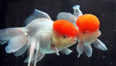 3 red cap oranda goldfish | eBay