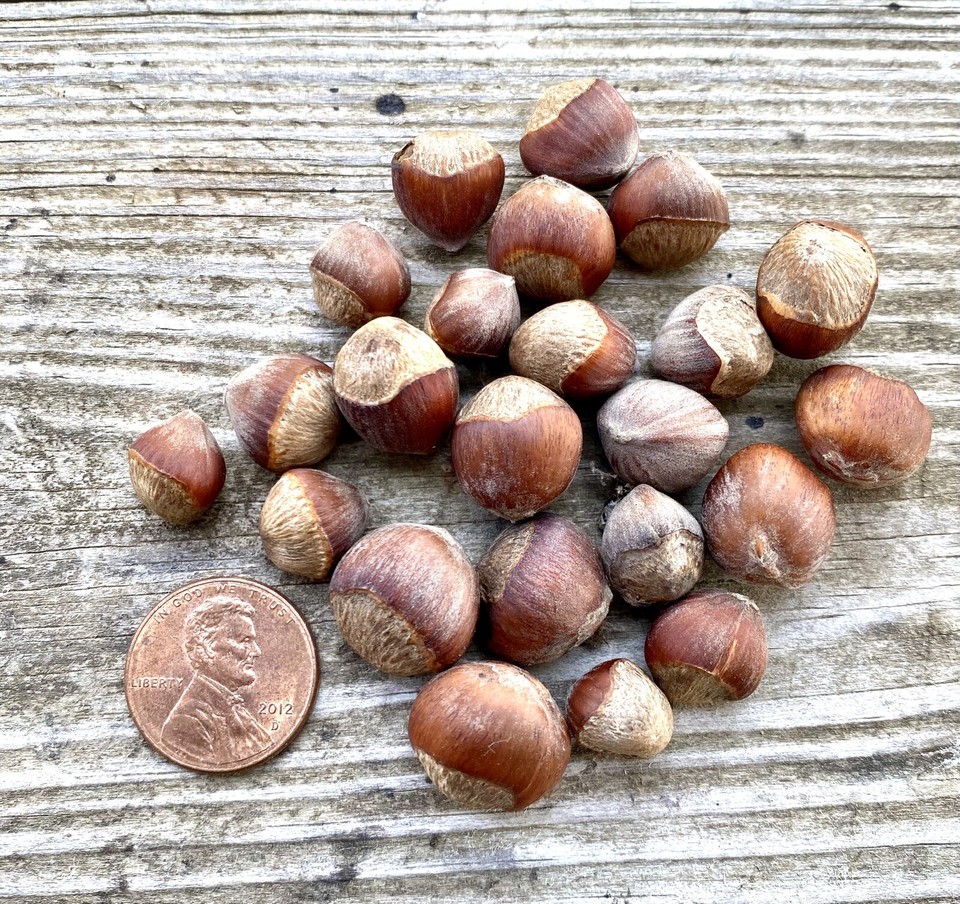 25 American Wild Hazelnut Tree Nut Seeds 2024 ORGANIC Non-GMO USA ...
