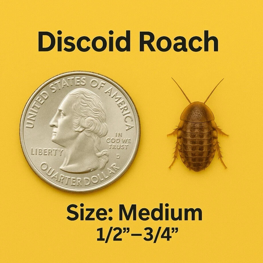 Small, Medium, Live Discoid Roaches, Clean Feeders + Live arrival ...