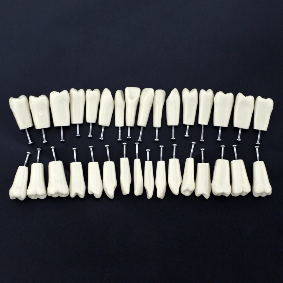 Columbia Dentoform Dental Typodont Model 32pcs Removable Teeth Soft ...