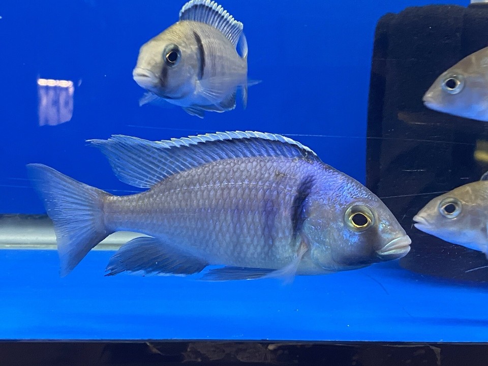6-Pack Deep Water Hap Placidochromis Electra Cichlid size 1.5-2 inch | eBay