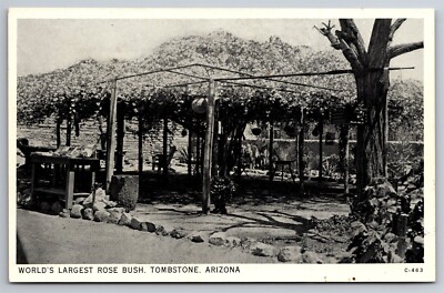 Worlds Largest Rose Bush On Wood Lattice Arcade Hotel Tombstone AZ ...