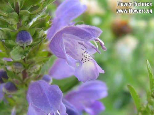 50 Purple False Dragon DRAGONS HEAD OBEDIENT PLANT Dracocephalum Flower ...