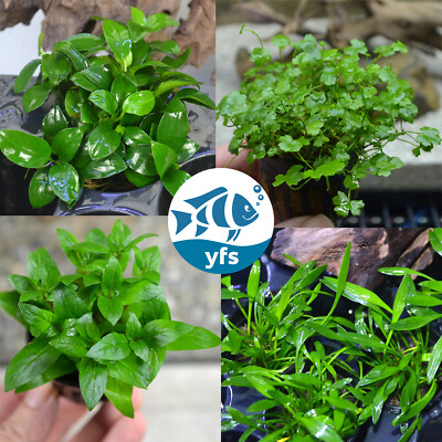 4 Pack of Foreground Plants Live Aquarium Plants Bundle POTTED | eBay