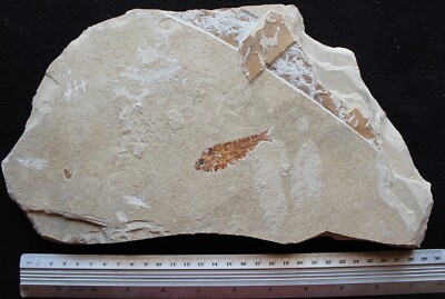 Primigatus - Excellent Color & Preservation + Plant - Cretaceous ...