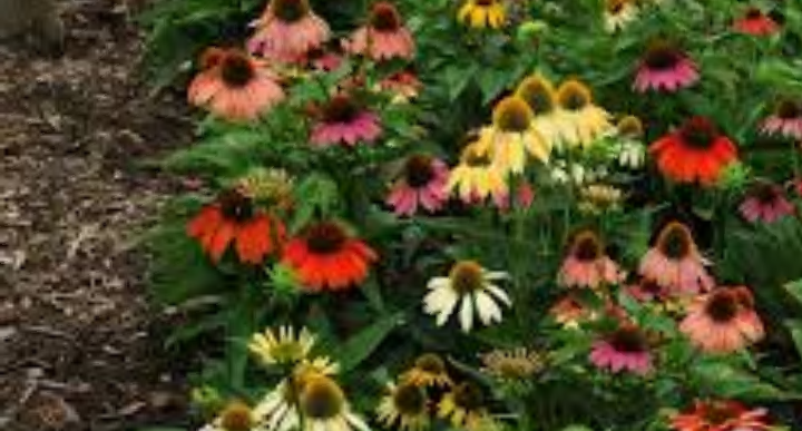 Echinacea Cheyenne Spirit Live Perennial Starter Plants/Plugs, 4 Plants ...