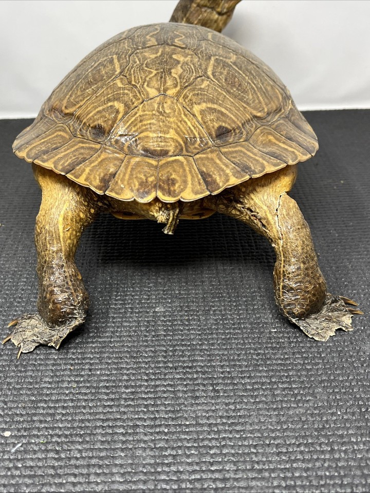Vintage Large Real Turtle Taxidermy Cabinet Curiosity Whole Body 12 ...