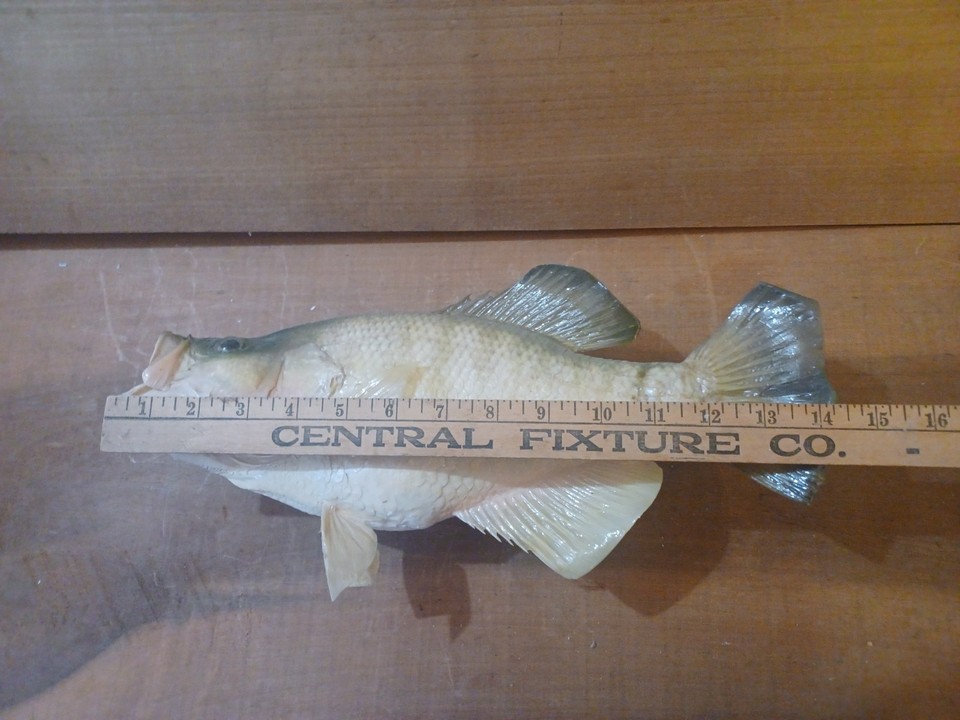 White Crappie Skin Mount 14 Inch Wall Mount | eBay