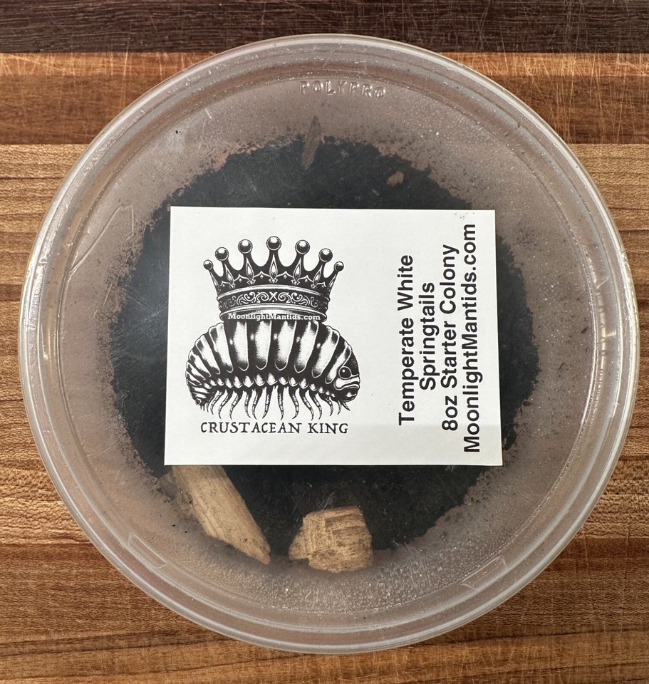 Temperate White Springtails (Collembola sp.) - Active Colony! | eBay