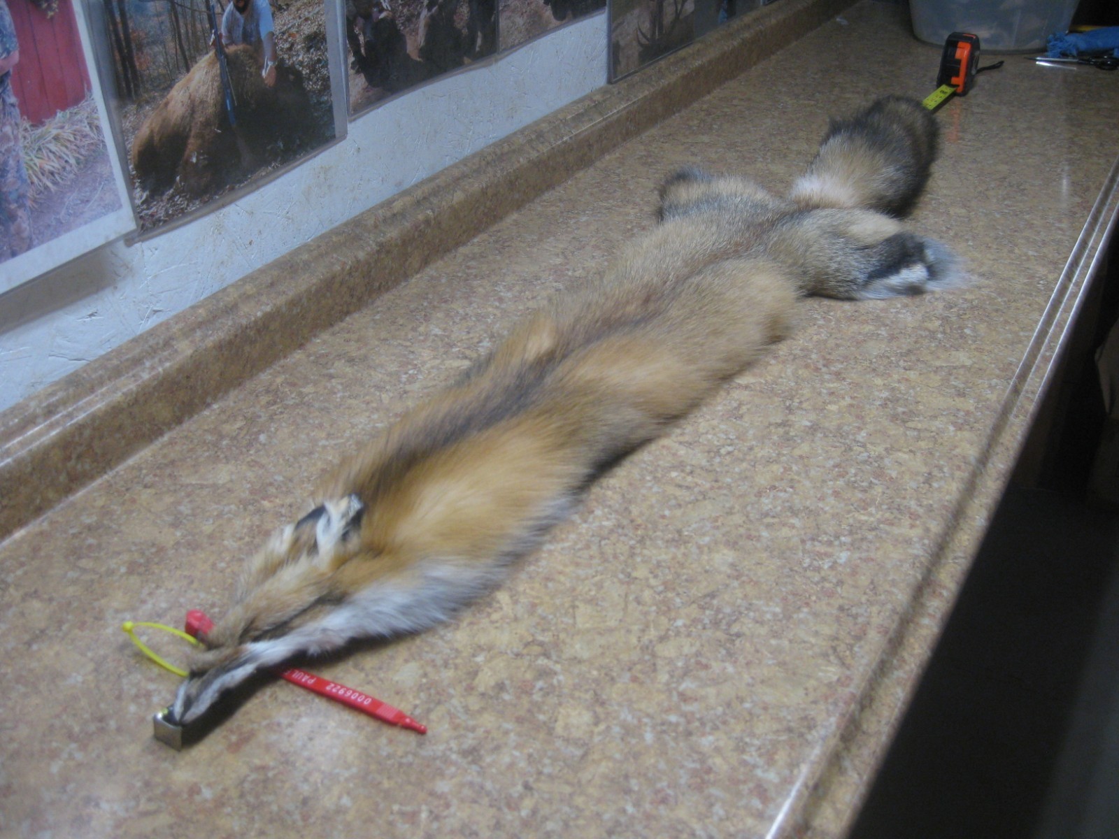 Tanned Dark Cross Fox Hide #0006922 Row A-6 | eBay