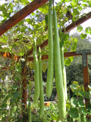 NEW GUINEA BEAN 5 Seeds 'BOTTLE GOURD' summer vegetable LONG MELON ...