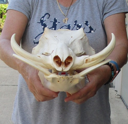 Real South African Warthog Skull w/8 inch teeth taxidermy #50479 | eBay