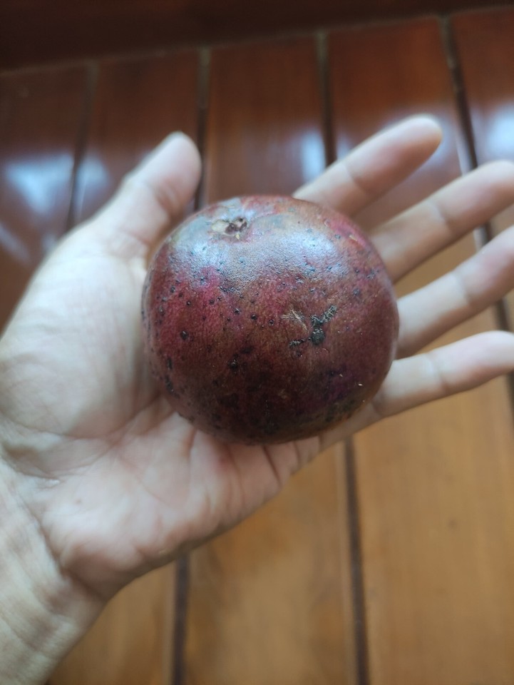 Purple Guava Seedss 150+ (Psidium rufum) Australian Guava | eBay