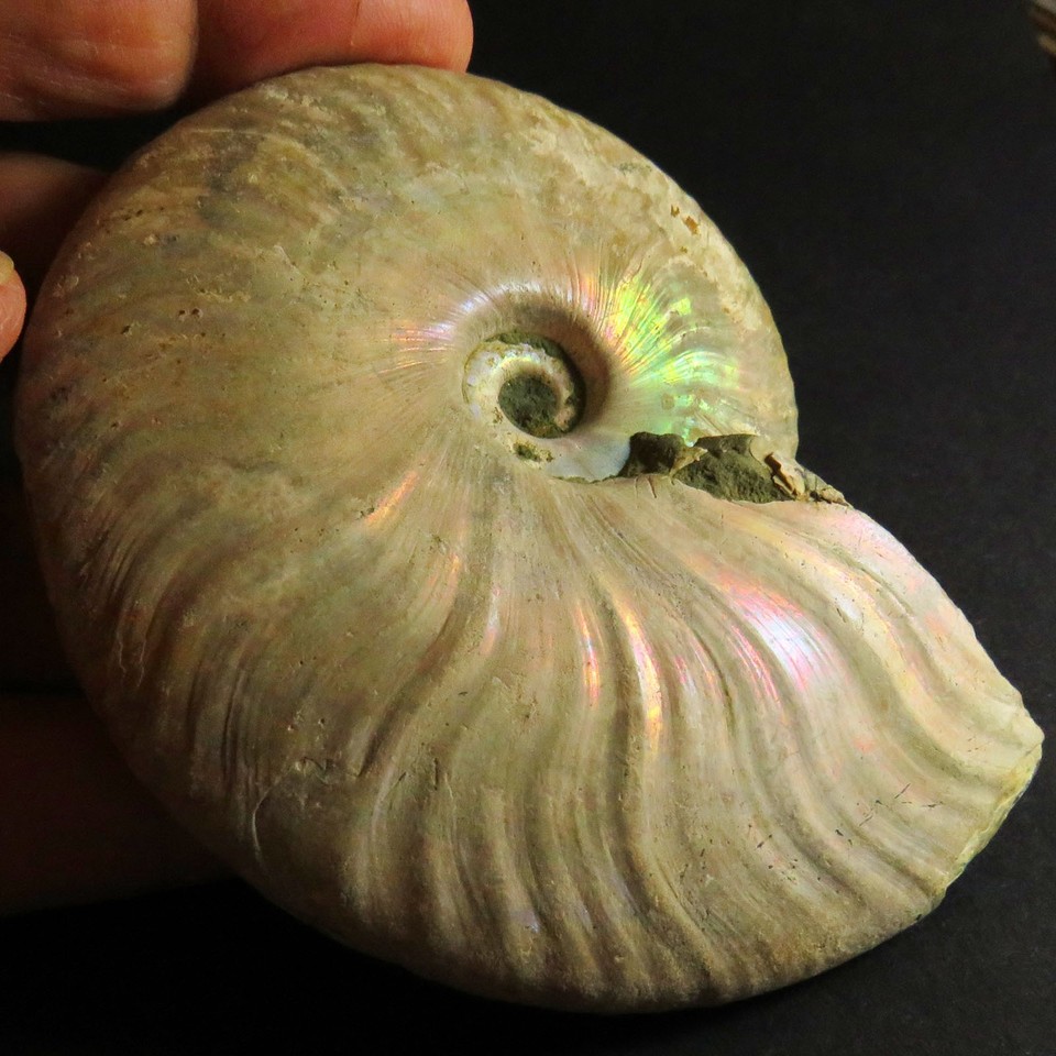 MONSTER 92 mm FOSSIL AMMONITE with SILVER OPAL-LIKE IRIDESCENCE ...