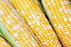 SWEET CORN SNOW GOLD SEEDS Vegetable Seeds Snow Gold Sweet Corn Seeds ...