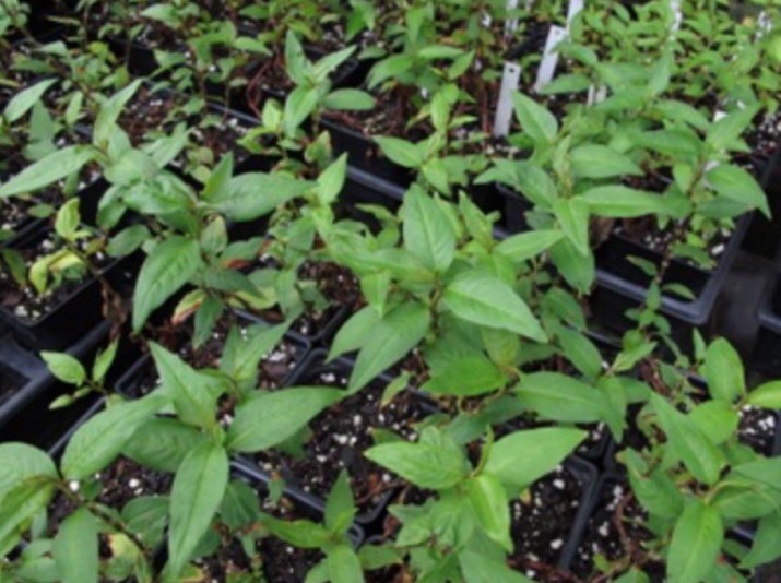 6 Live About 1’ Total Length Vietnamese Coriander Plants Rau Ram rooted ...