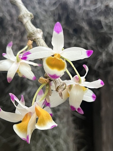 Dendrobium pendulum - beautiful flowers on interesting canes | eBay