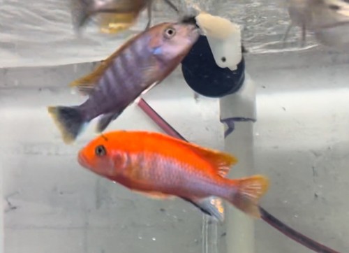 Live Fish Swedish Red Top Labidochromis Hongi Mbuna African Cichlid | eBay