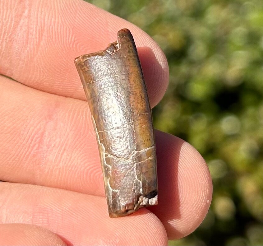Pterosaur Flying Dinosaur Tooth from Niger Fossil Cretaceous Erlhaz Fm ...