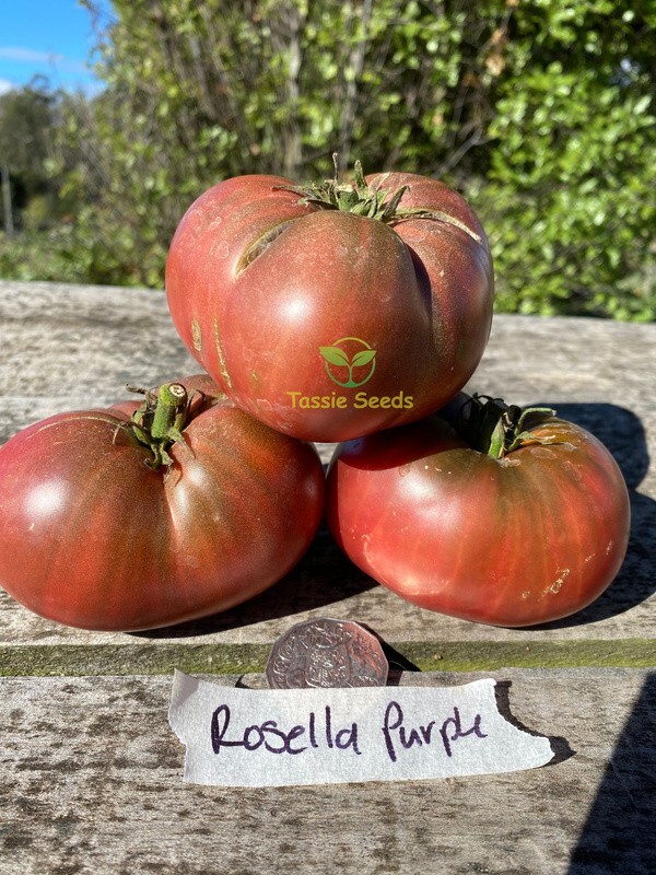 TOMATO - Rosella Purple Dwarf - 10 Seeds Organic Heirloom Rare Tassie Grown | eBay