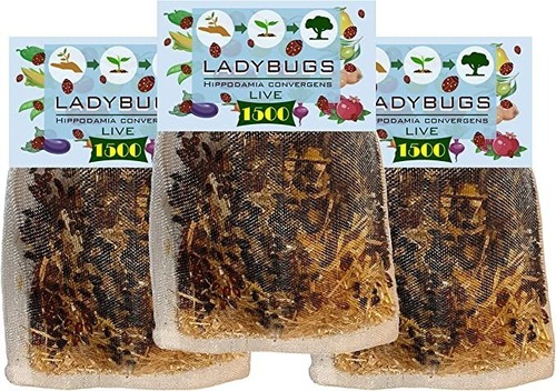 4500 Live Ladybugs for Garden (3 X 1500) - Good Bugs - Guaranteed Live ...