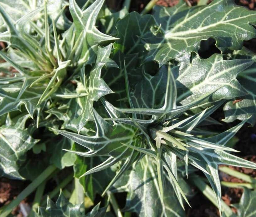 Eryngium variifolium, Moroccan sea holly, variegated foliage, perennial ...
