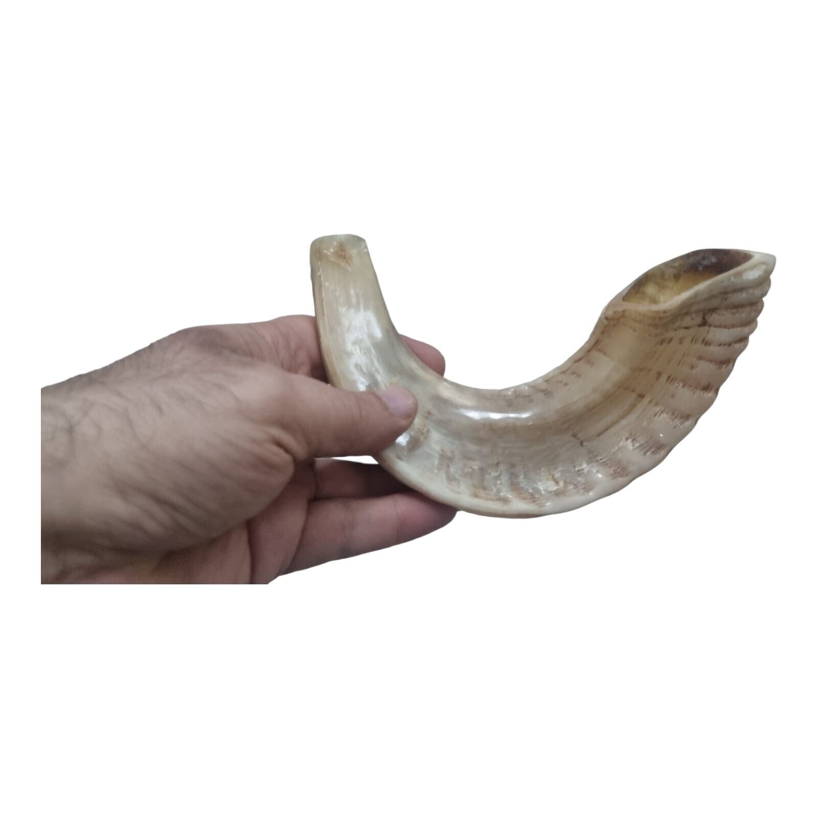 Sale For Natural Ram Rams Horn Shofar Shofars 12''-14 Kosher Chofar ...