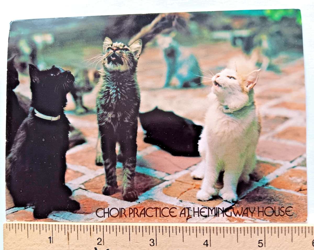 Cat Choir