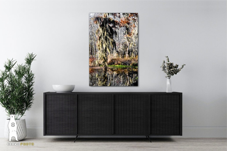 Phinizy Swamp - Abstract Fine Art Nature Photography by Bear8Photo | eBay