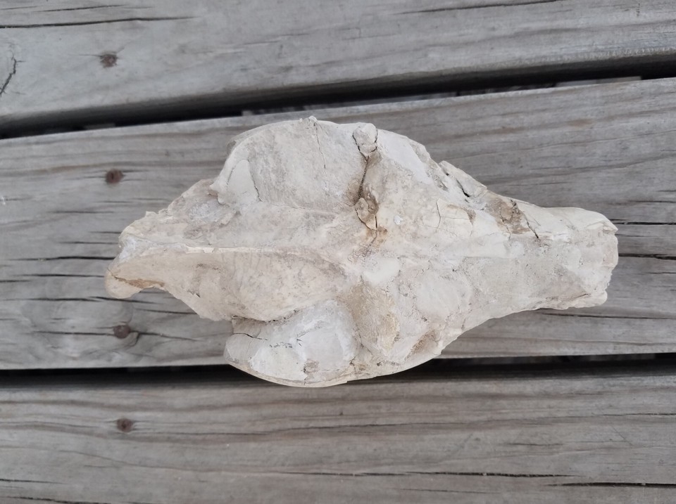 Fossil Oreodont Skull Brule White River Wyoming mammoth sloth camel ...