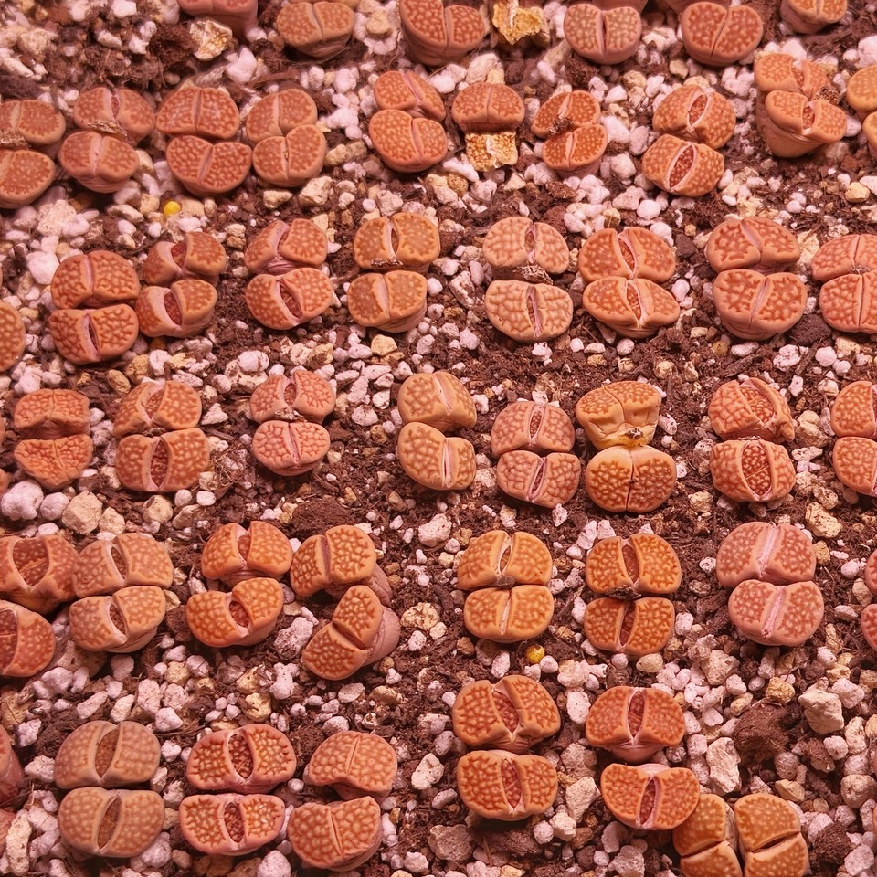 Double Head Orange Red Lithops Living Stone 1.8-2.2cm –1pcs - Bare Root ...