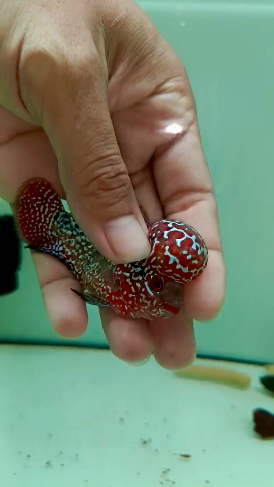 1 Male-Live Aquarium Flowerhorn Fish High Quality-Flowerhorn Short Red ...