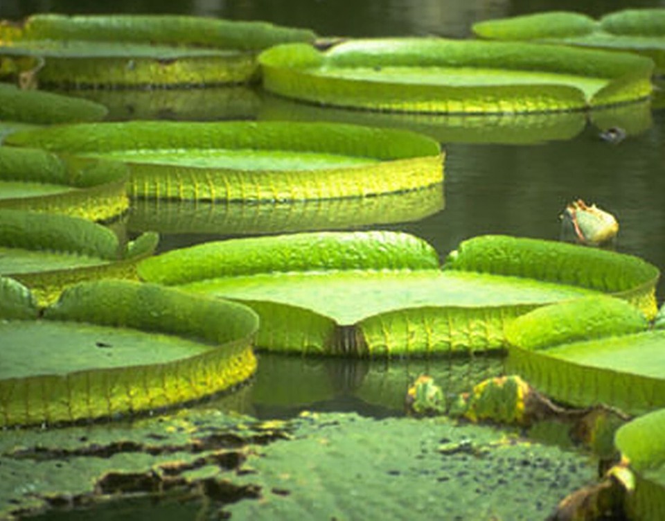 160 Victoria Amazonica,Victoria water lily, Giant Water Lily,Tracking ...