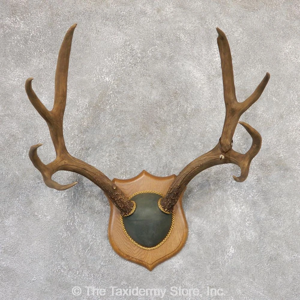 Deer Skull Cap Mount