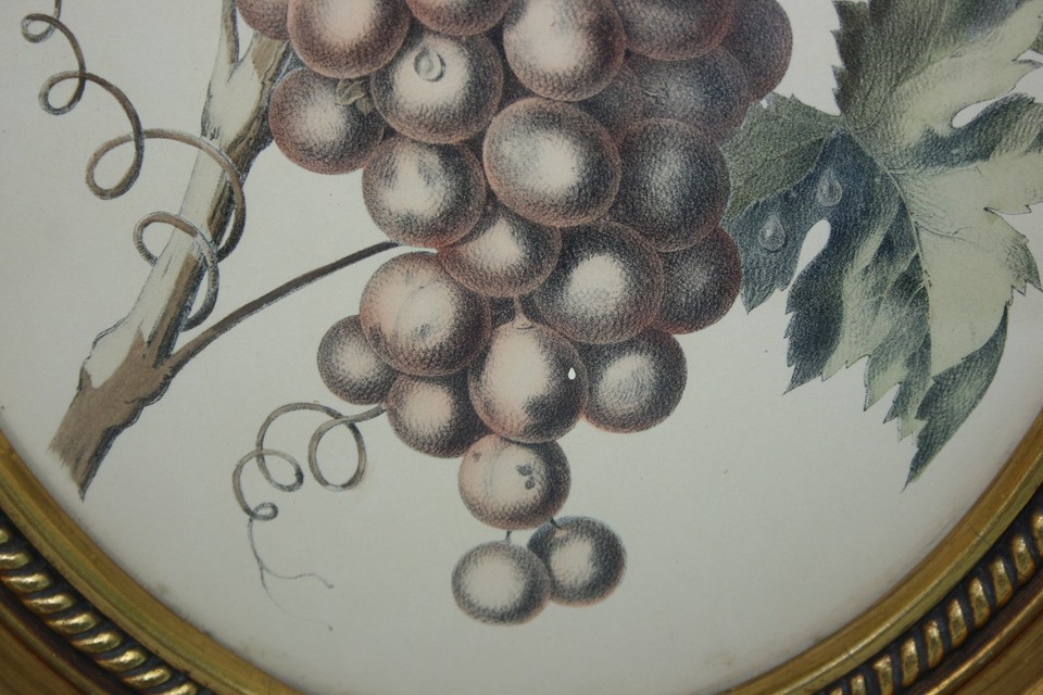 Vintage Grapes Print in Gold Oval Frame 15 x 12 Inches | eBay
