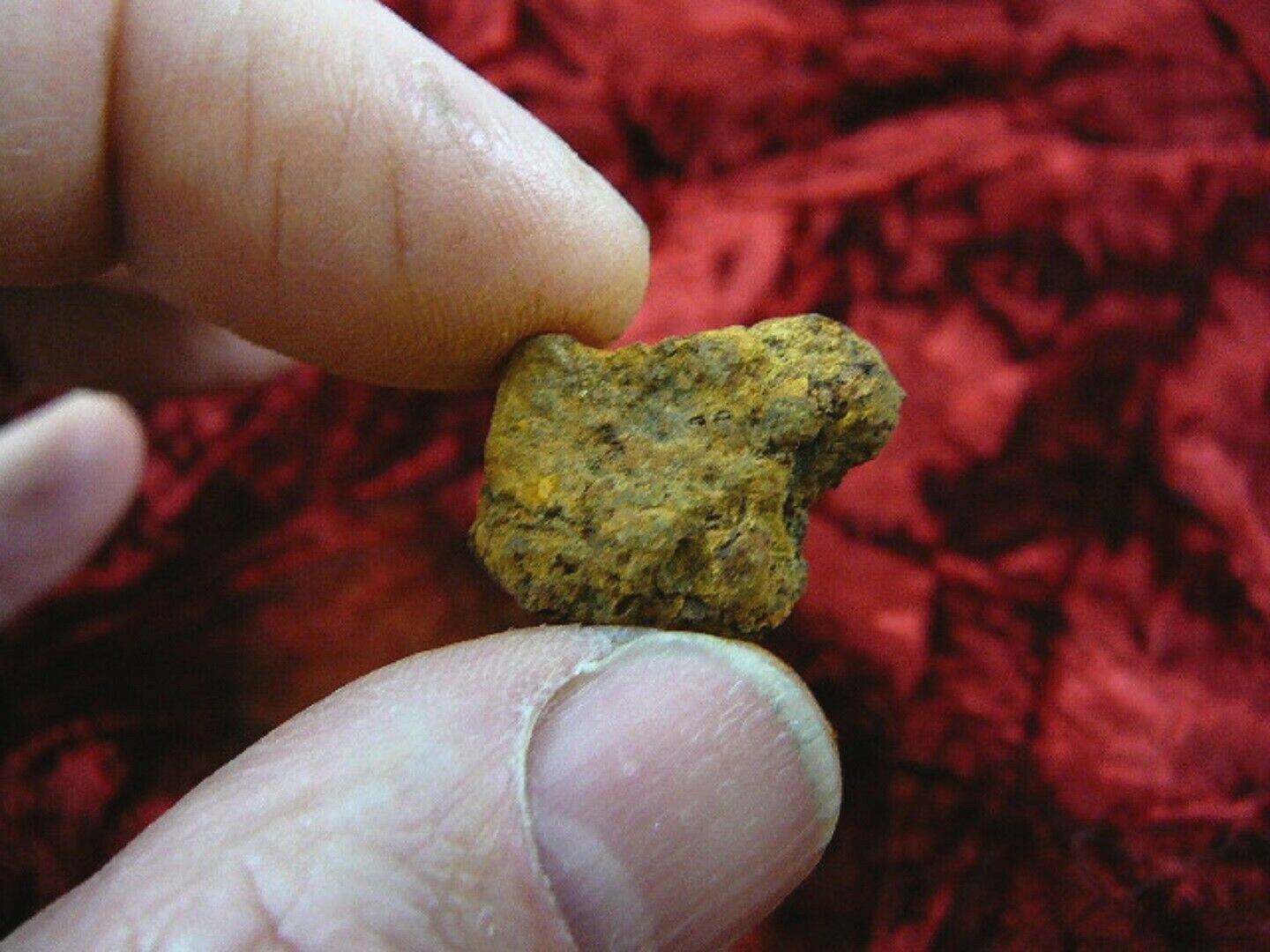 (PP450-4) 1" Genuine Fossil TURTLE POOP Coprolite DUNG WEIRD Washington ...