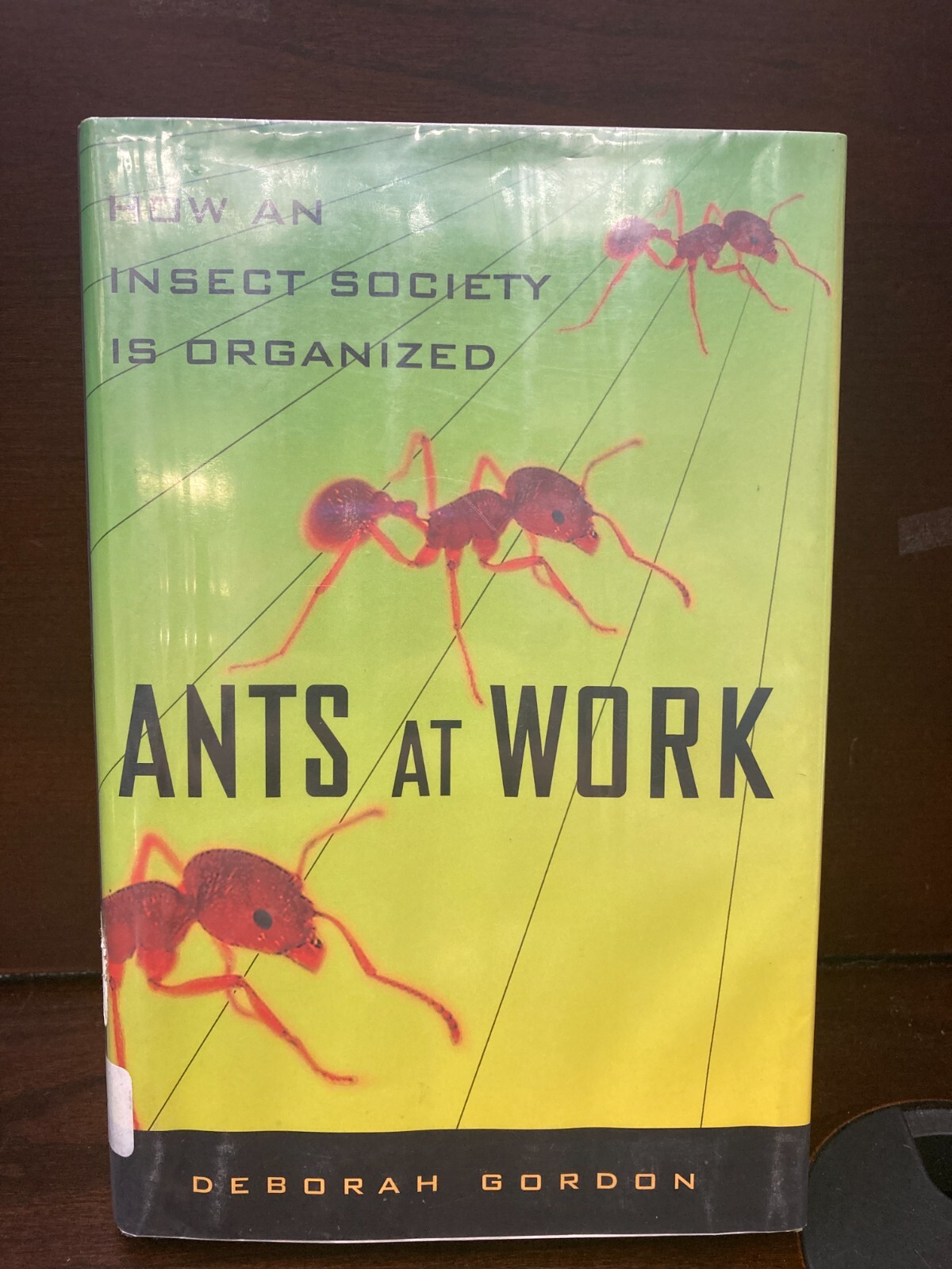 Ants at Work : How an Insect Society Is Organized by Deborah Gordon ...