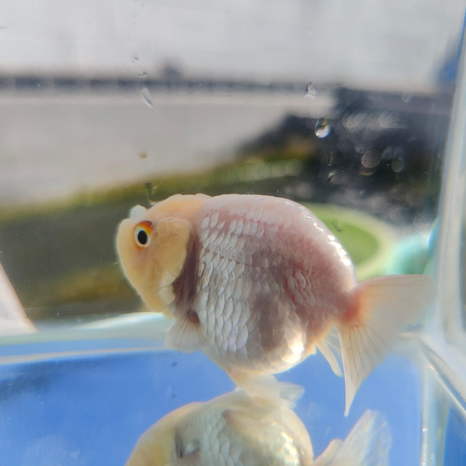 Live Fancy Goldfish Thai Ranchu Full White 2.5" Body (E-293) Combined ...