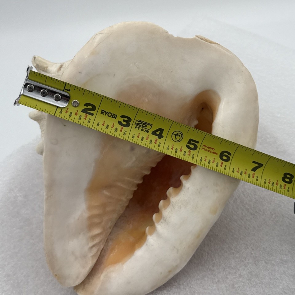 Large Natural Seashell Horned Queen Helmet Conch Tiger Stripe 8" x 7" x ...